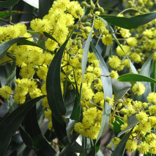 Golden Wattle (Acacia Pycnantha) Plant Care & How to Grow, Water