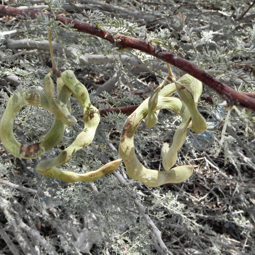 Acacia Raddiana Plant Care & How to Grow, Water