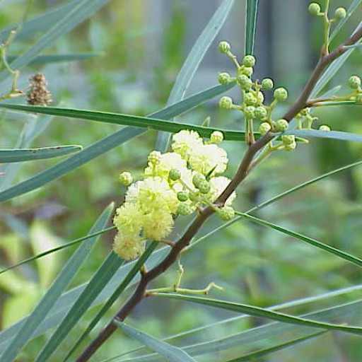 Water Wattle (Acacia Retinodes) Plant Care & How to Grow, Water