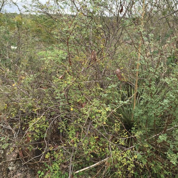 Roundflower Catclaw (Acacia Roemeriana) Plant Care & How to Grow, Water