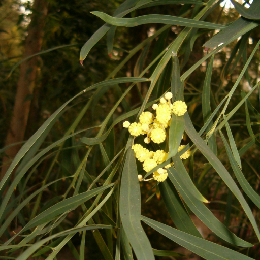 Acacia Rostellifera Plant Care & How to Grow, Water