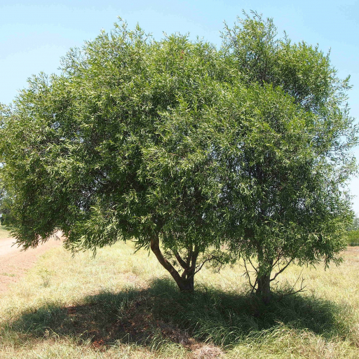 Cooba (Acacia Salicina) Plant Care & How to Grow, Water