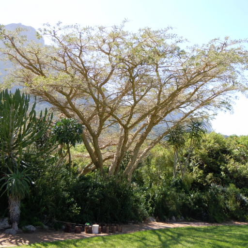 Paperbark Thorn (Acacia Sieberiana) Care Guide: Water, Soil ...
