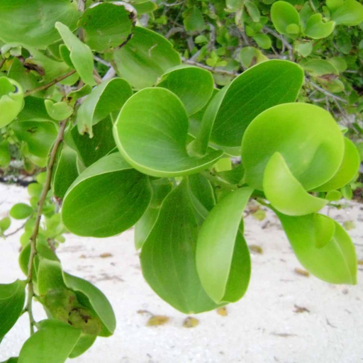 Acacia Simplex Plant Care & How to Grow, Water