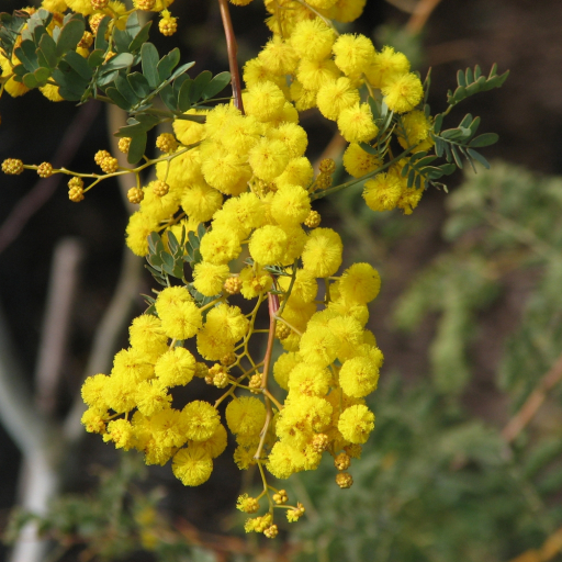 Glory Wattle (Acacia Spectabilis) Plant Care & How to Grow, Water
