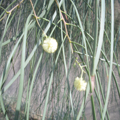 Shoestring Acacia (Acacia Stenophylla) Plant Care & How to Grow, Water