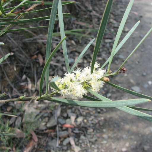Sweet Acacia (Acacia Suaveolens) Plant Care & How to Grow, Water