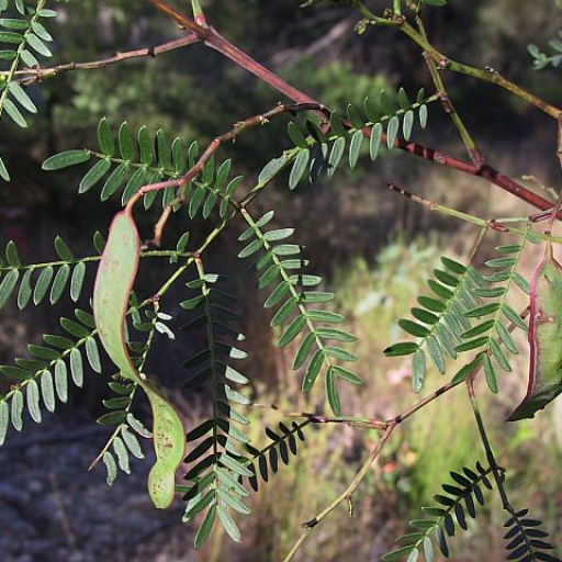 Cedar Wattle (Acacia Terminalis) Plant Care & How to Grow, Water