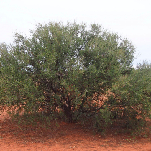 Dead Finish (Acacia Tetragonophylla) Plant Care & How to Grow, Water