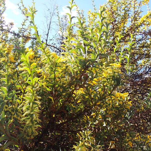 Spur-Wing Wattle (Acacia Triptera) Plant Care & How to Grow, Water