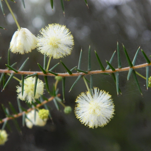 Juniper Wattle (Acacia Ulicifolia) Plant Care & How to Grow, Water