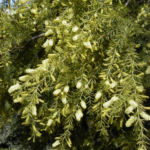 Star Acacia (Acacia Verticillata) Plant Care & How to Grow, Water