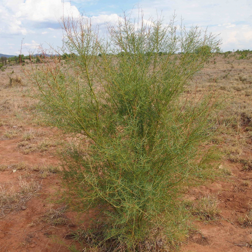 Acacia-Bush (Acacia Victoriae) Plant Care & How to Grow, Water