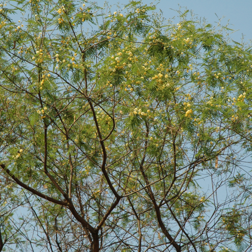 Viscote Negro (Acacia Visco) Plant Care & How to Grow, Water