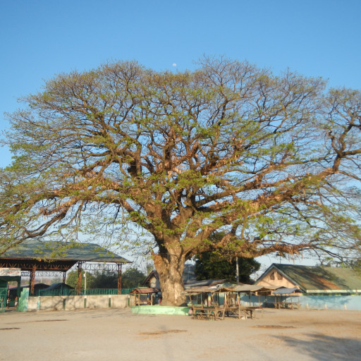 Acacia Plant Care & How to Grow, Water