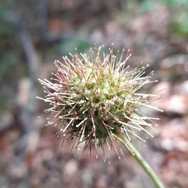Acaena Argentea Care Guide: Water, Soil & Propagation - Plantiary