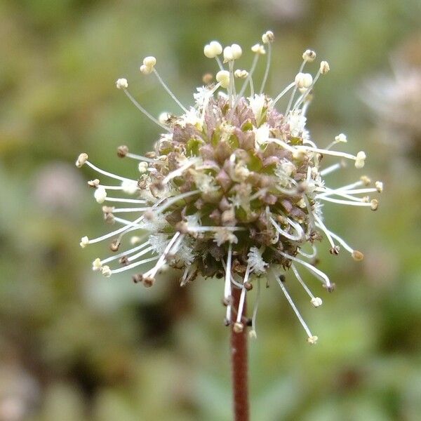 Acaena Buchananii Care Guide: Water, Soil & Propagation - Plantiary