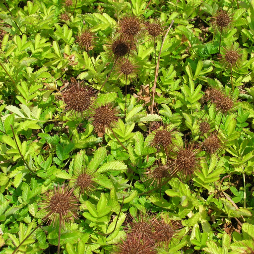 New Zealand Burr (Acaena Magellanica) Care Guide: Water, Soil ...