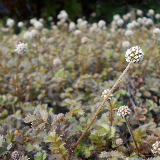 Scarlet Bidibid (Acaena Microphylla) Care Guide: Water, Soil ...