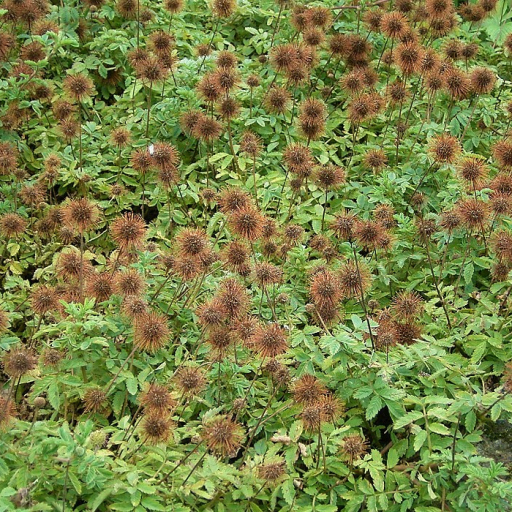 Two-Spine Acaena (Acaena Ovalifolia) Plant Care & How to Grow, Water