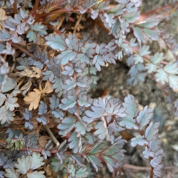 Acaena Saccaticupula Care Guide: Water, Soil & Propagation - Plantiary