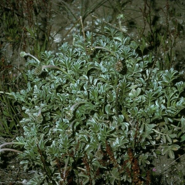 Acaena Splendens Care Guide: Water, Soil & Propagation - Plantiary