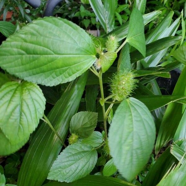 Acalypha Alopecuroides Plant Care & How to Grow, Water