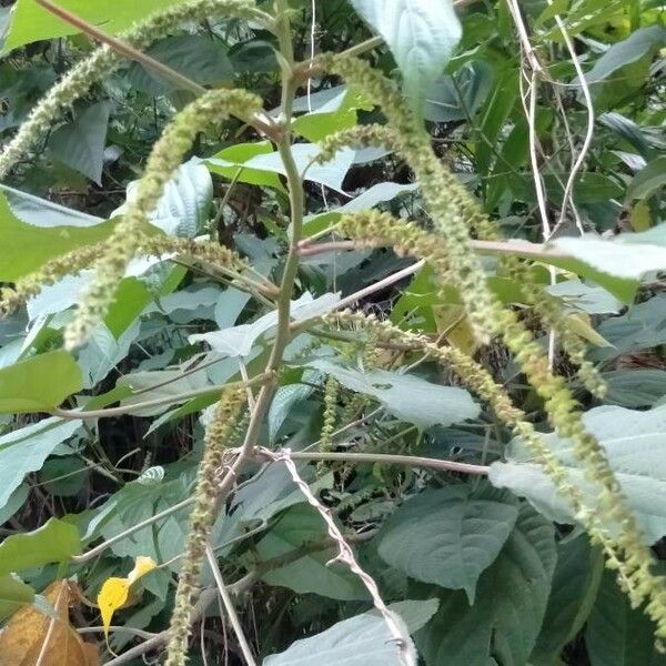 Copper Leaf (Acalypha Amentacea) Plant Care & How to Grow, Water