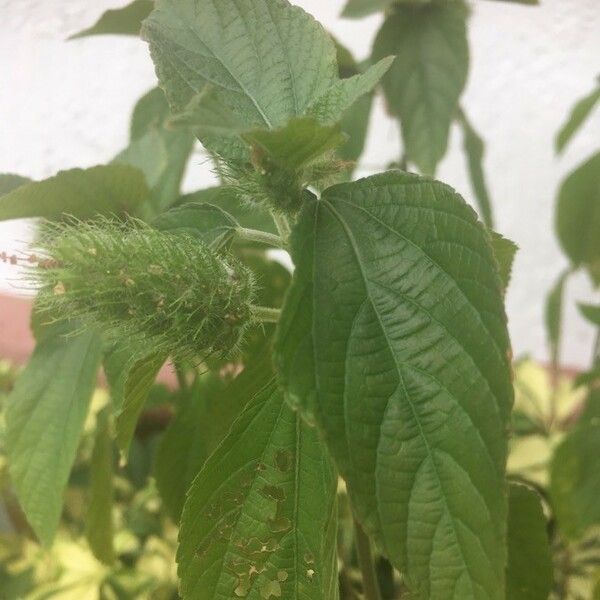 Field Copperleaf (Acalypha Arvensis) Plant Care & How to Grow, Water