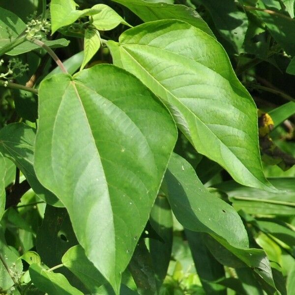 Acalypha Caturus Care Guide: Water, Soil & Propagation - Plantiary