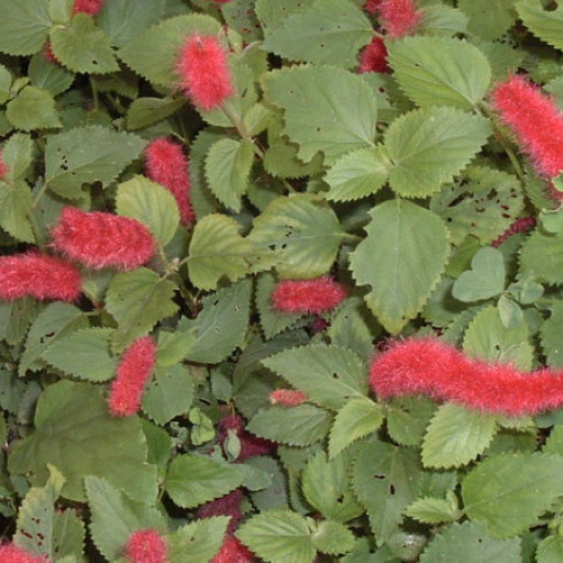 Dwarf Chenille (Acalypha Chamaedrifolia) Plant Care & How to Grow, Water