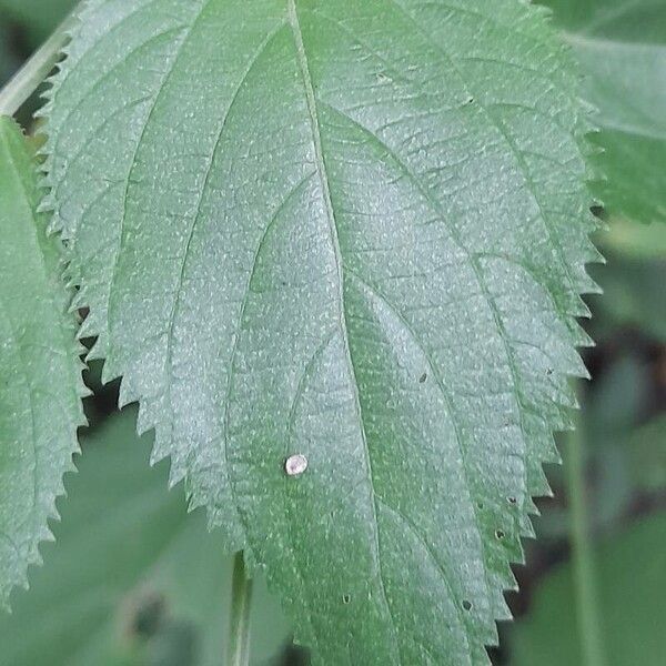 Acalypha Communis Care Guide: Water, Soil & Propagation - Plantiary