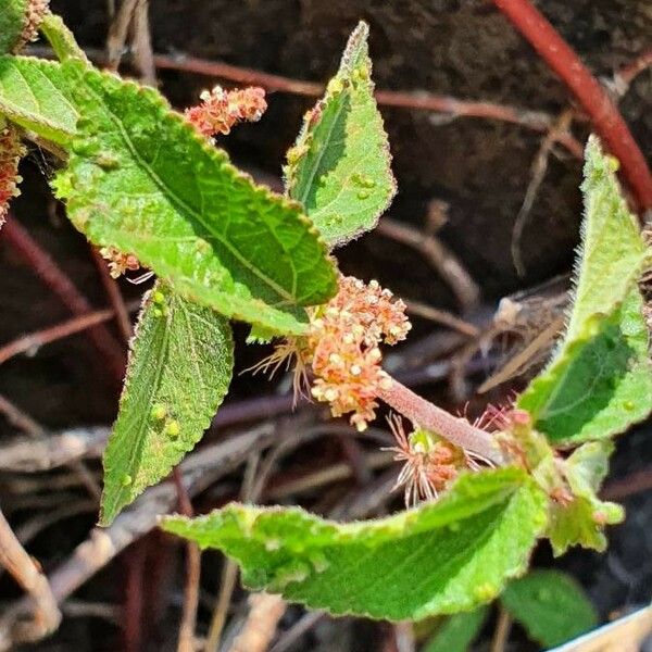 Acalypha Crenata Plant Care & How to Grow, Water