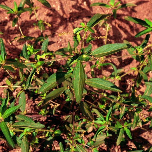 Acalypha Gracilens Plant Care & How to Grow, Water