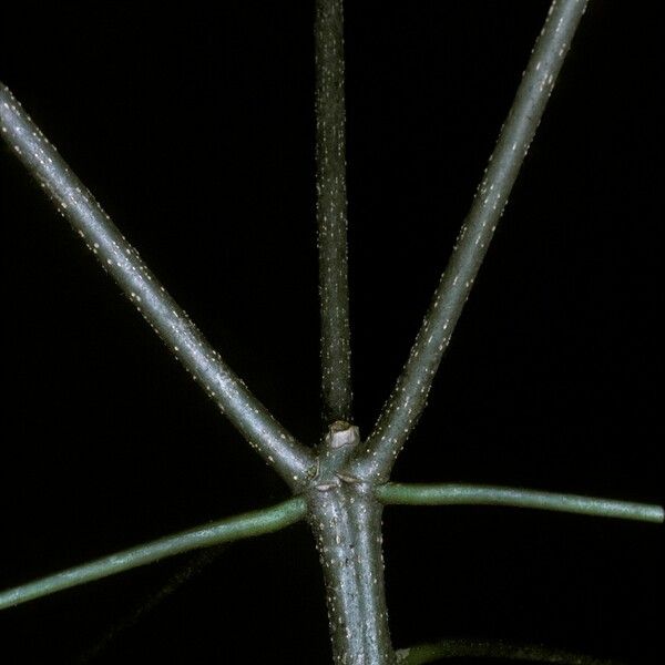 Acalypha Grandis Care Guide: Water, Soil & Propagation - Plantiary