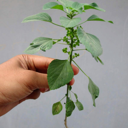 Indian Acalypha (Acalypha Indica) Plant Care & How to Grow, Water