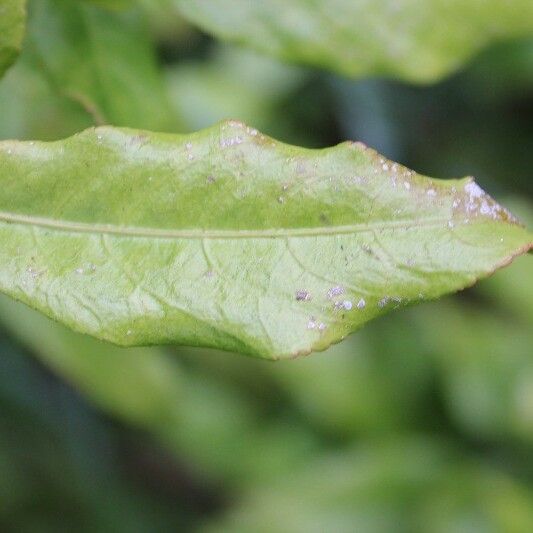 పెద్ద మురిపిండ (Acalypha Integrifolia) Plant Care & How to Grow, Water