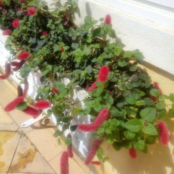 Fire Dragon (Acalypha Macrostachya) Care Guide: Water, Soil ...