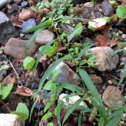 One-Seeded Mercury (Acalypha Monococca) Care Guide: Water, Soil ...