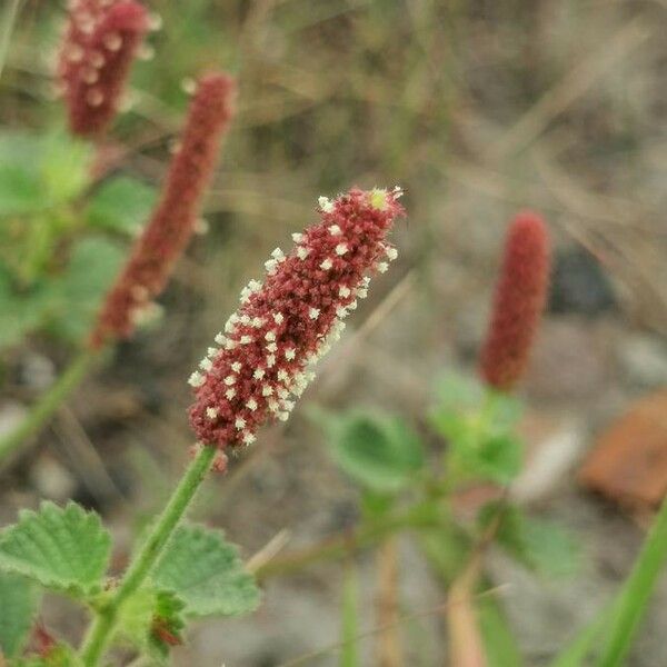 Round Copperleaf (Acalypha Monostachya) Plant Care & How to Grow, Water