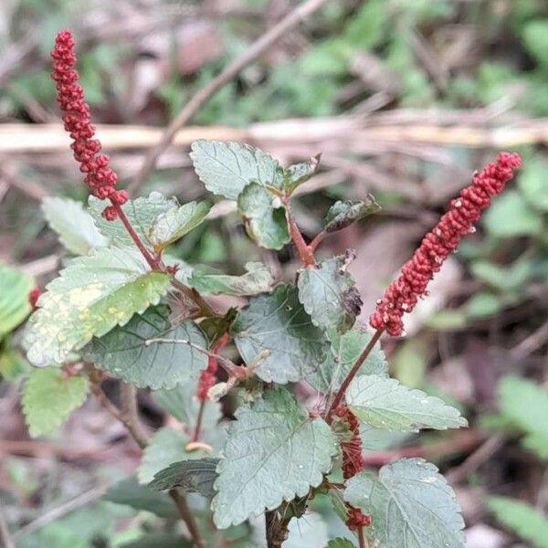 Acalypha Multicaulis Care Guide: Water, Soil & Propagation - Plantiary