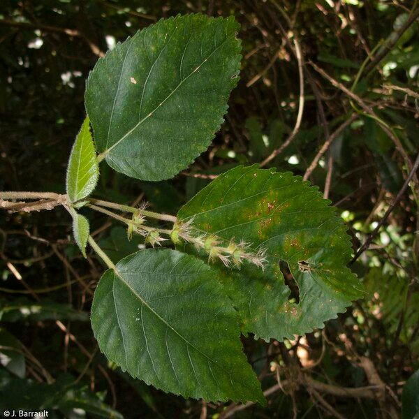Acalypha Pancheriana Care Guide: Water, Soil & Propagation - Plantiary