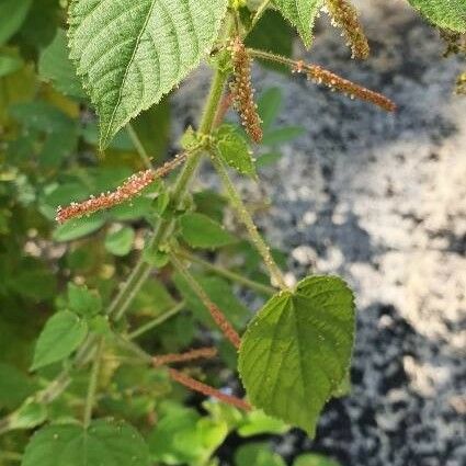 Acalypha Paniculata Plant Care & How to Grow, Water
