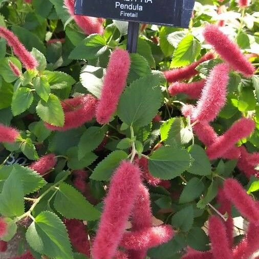 Dwarf Chenille (Acalypha Pendula) Plant Care & How to Grow, Water