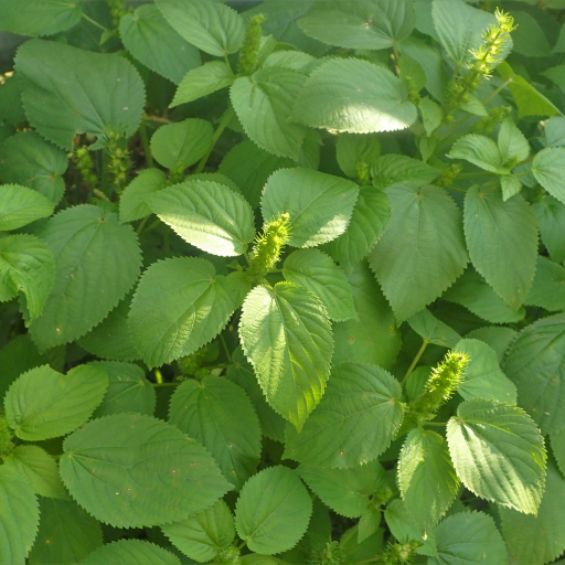 Hornbeam Copperleaf (Acalypha Persimilis) Plant Care & How to Grow, Water