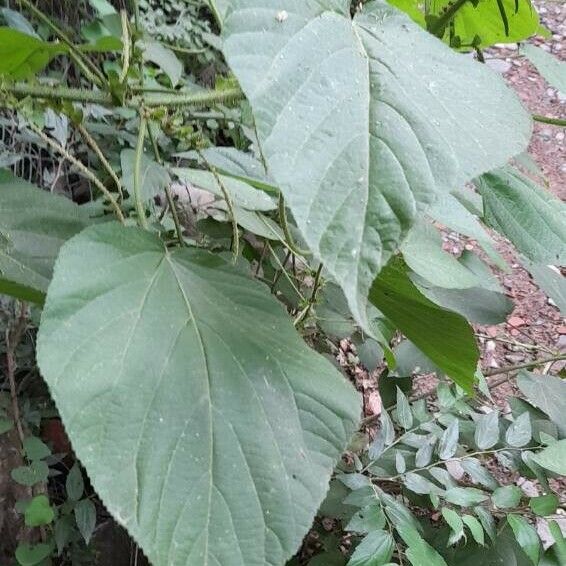 Acalypha Plicata Care Guide: Water, Soil & Propagation - Plantiary