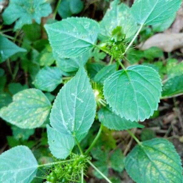 Acalypha Polystachya Plant Care & How to Grow, Water