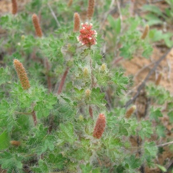 Cardinal's Feather (Acalypha Radians) Plant Care & How to Grow, Water
