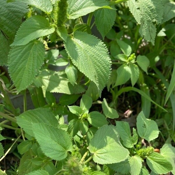 Cuban Copperleaf (Acalypha Setosa) Care Guide: Water, Soil ...