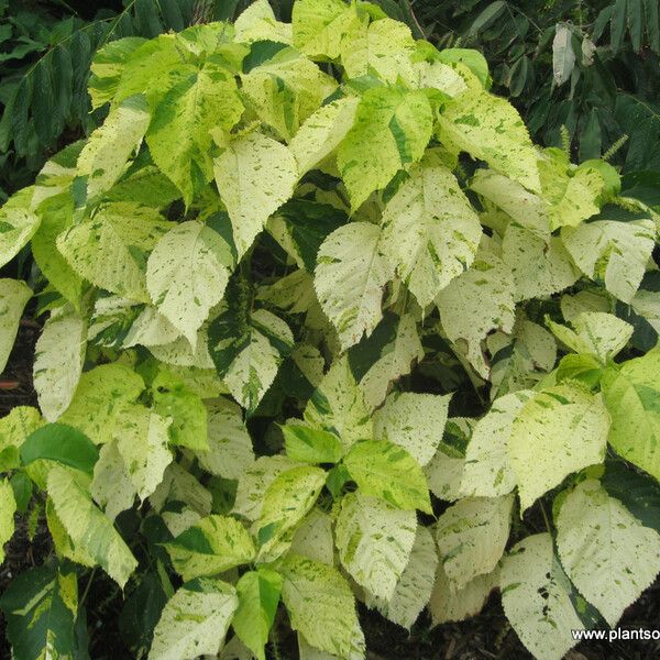 Acalypha Variegata Plant Care & How to Grow, Water